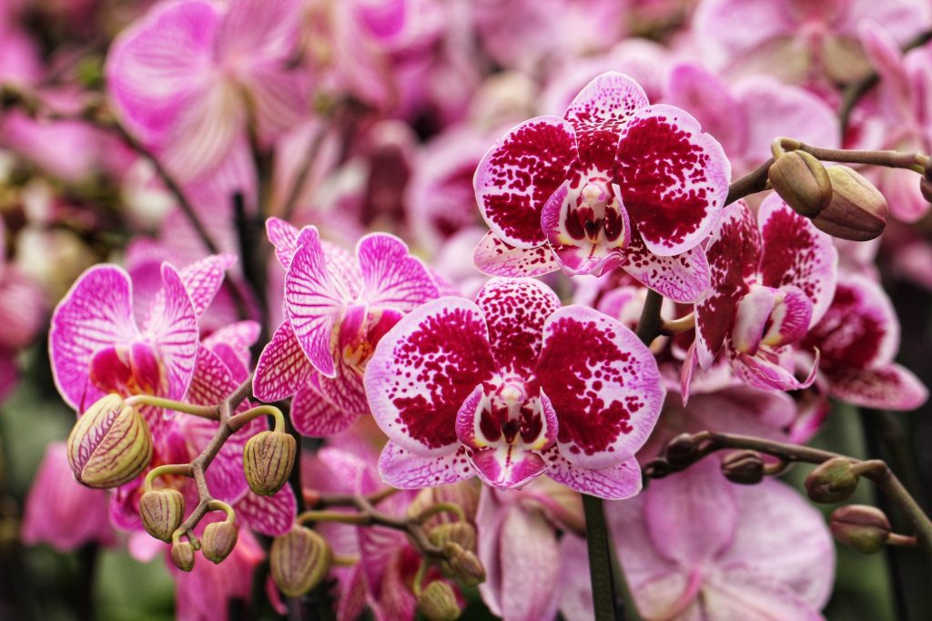 7 astuces infaillibles pour ressusciter votre orchidée et la Faire ...
