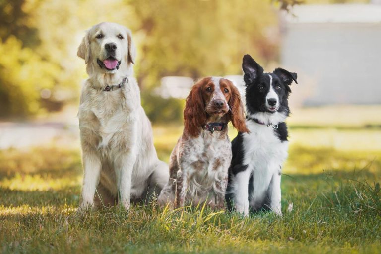 Les noms de chiens les plus populaires en 2025 : tendances et ...